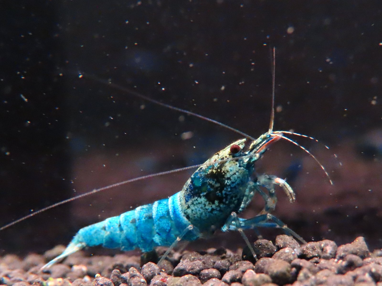 サムライブルー - S.NOBEL（エスノーベル）