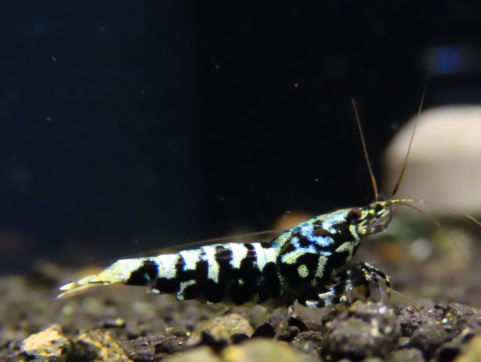 AZULブリード ブラックギャラクシー オス 水槽番号G1 - S.NOBEL（エスノーベル）