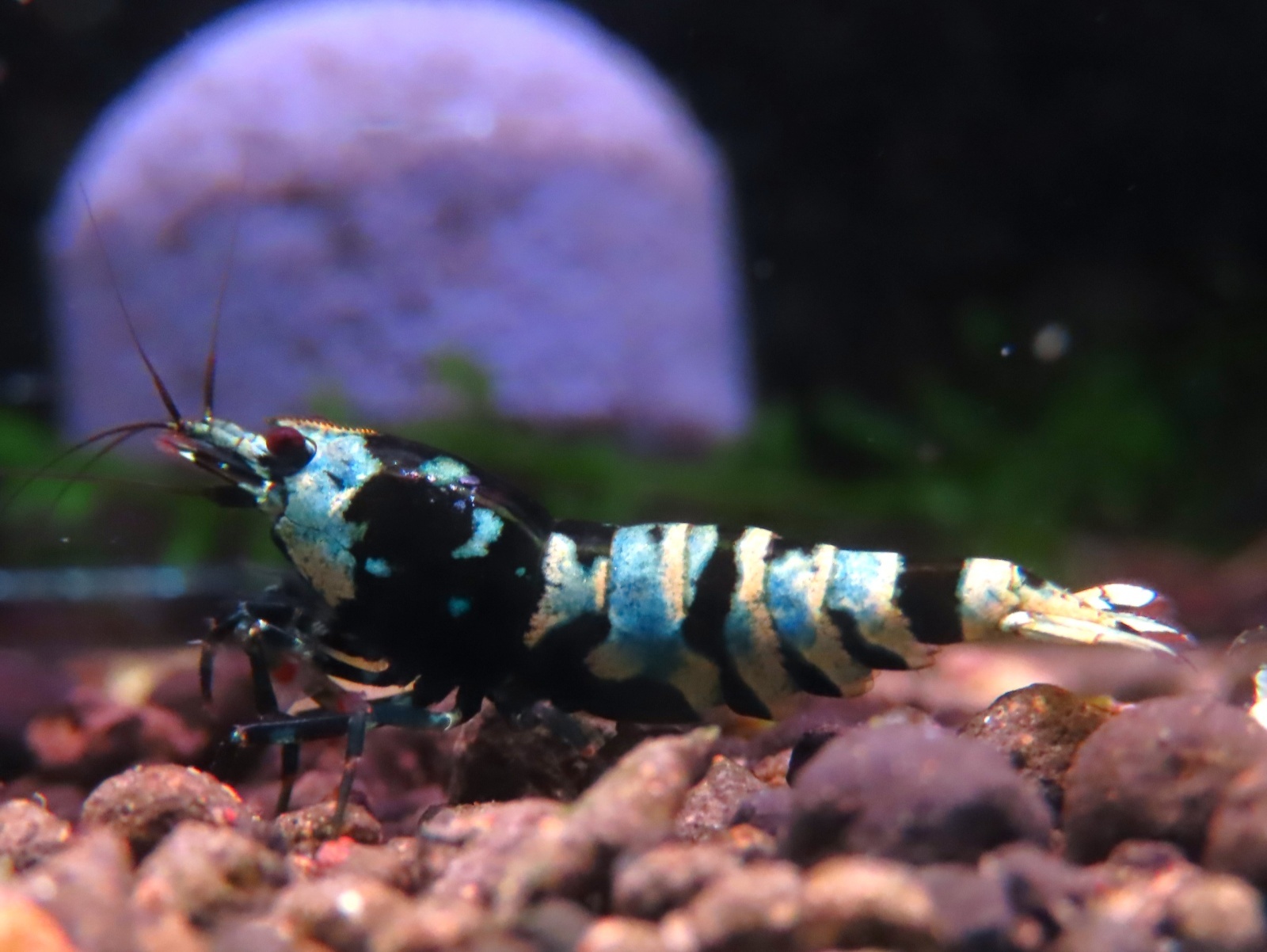 REGULUS 次期種親候補 若個体メス - S.NOBEL（エスノーベル）