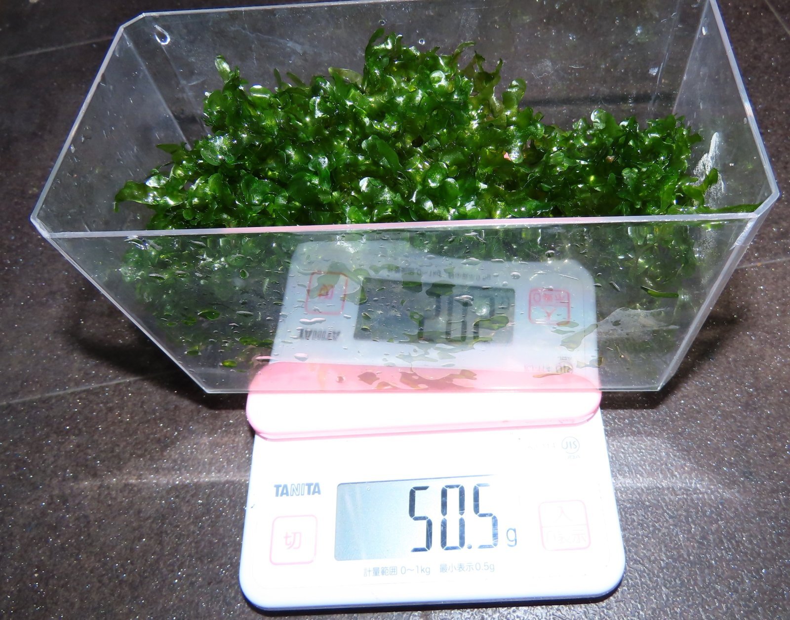 【限定10セット】 モスファン 50g - S.NOBEL（エスノーベル）