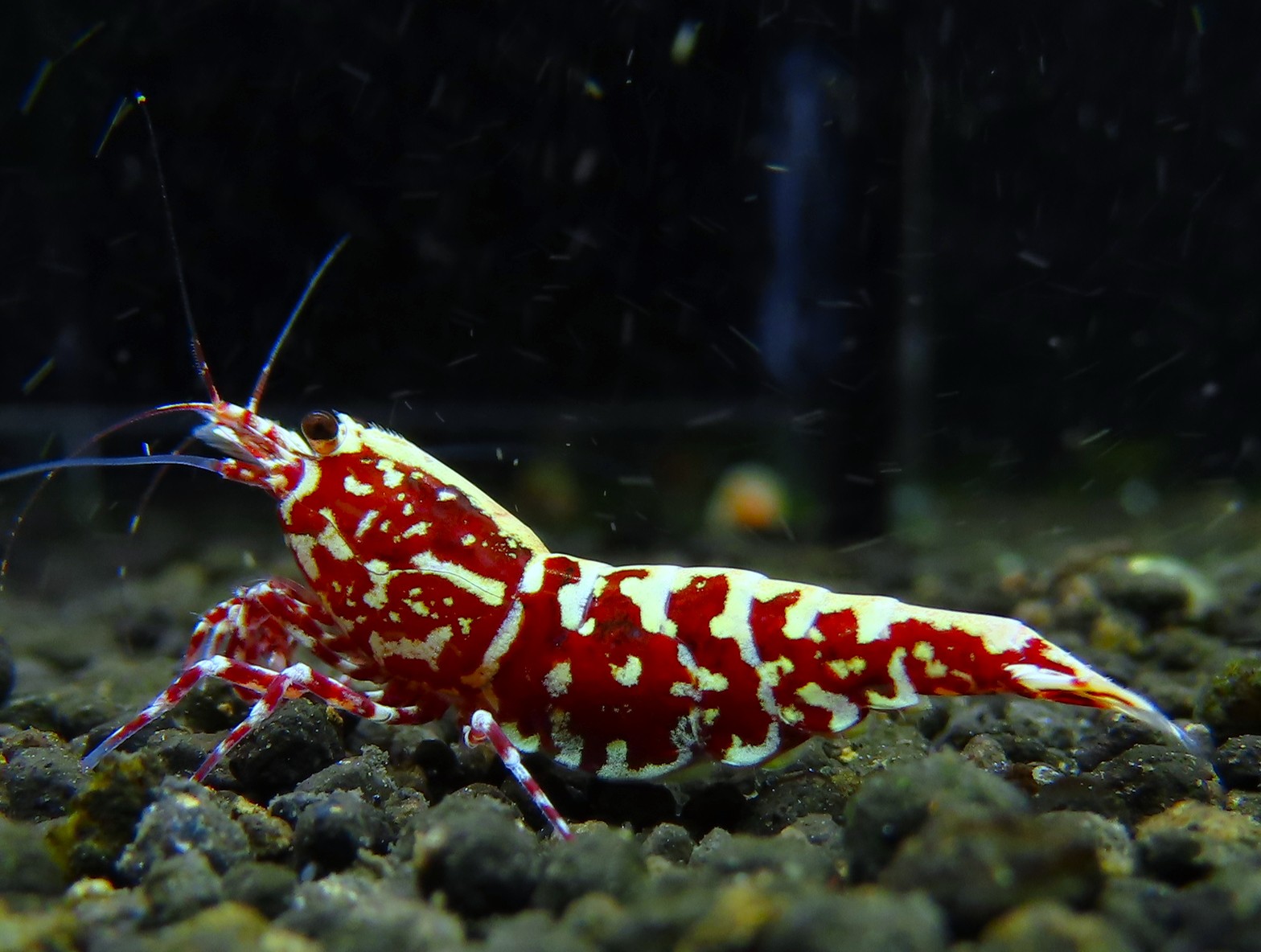 ハイグレード レッドギャラクシー 抱卵メス - S.NOBEL（エスノーベル）